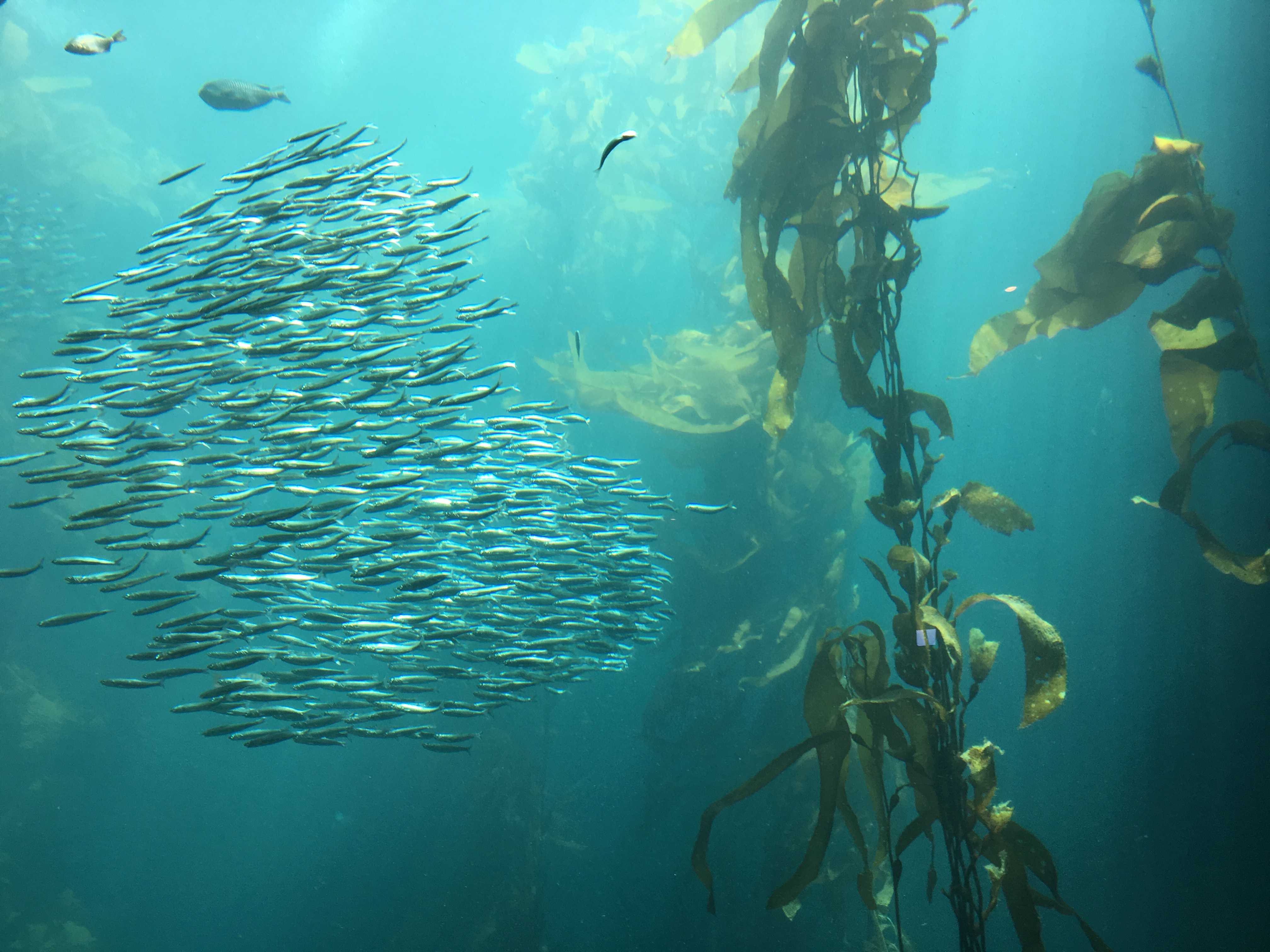 Breathe Blue Every Day! - Going Coastal